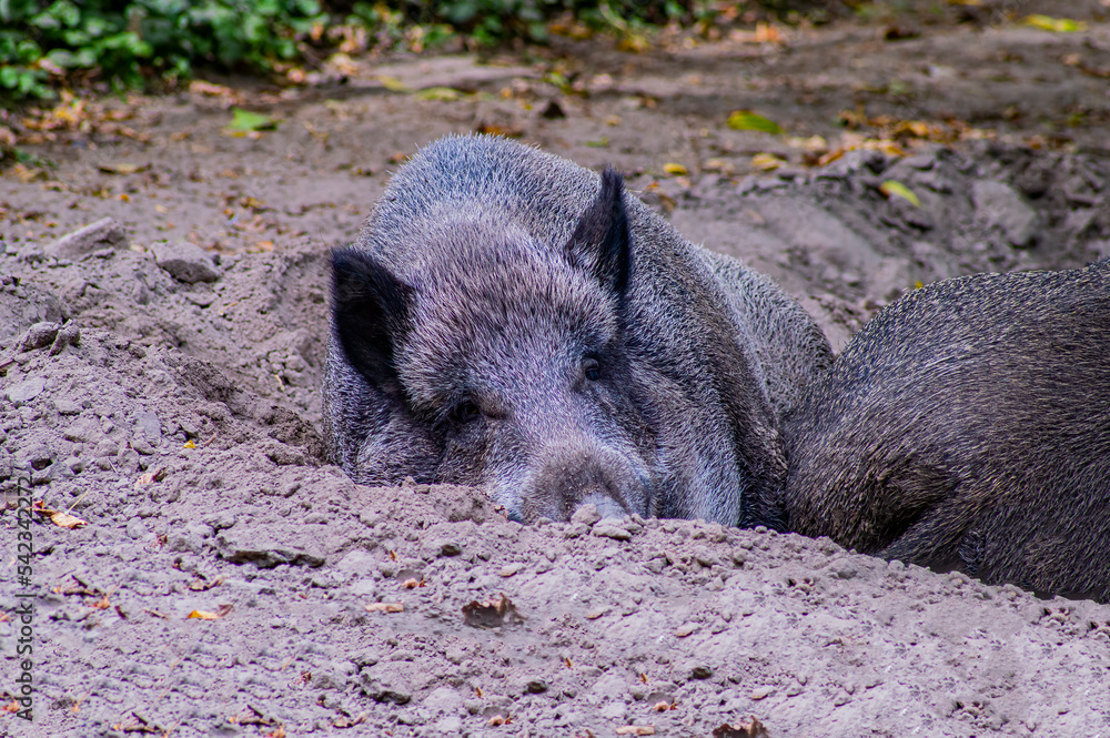 Wild boars lie in an earthen pit. Animals are wild pigs. Pigs rest ...