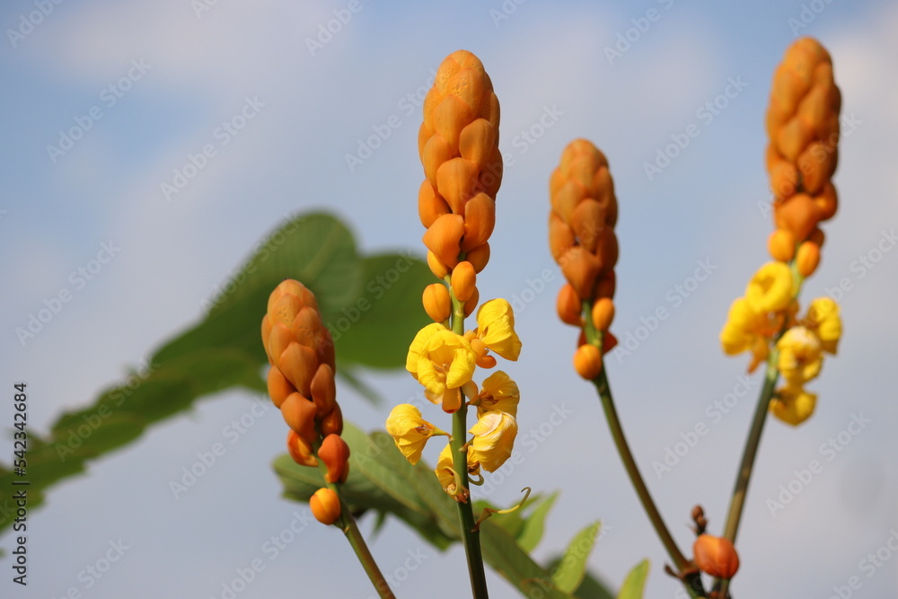 Senna alata is an important medicinal tree. It also known as emperor's ...