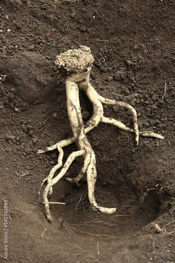 Dang Shen root or Poor Man's Ginseng, lat. Codonopsis Pilosula. Fresh ...
