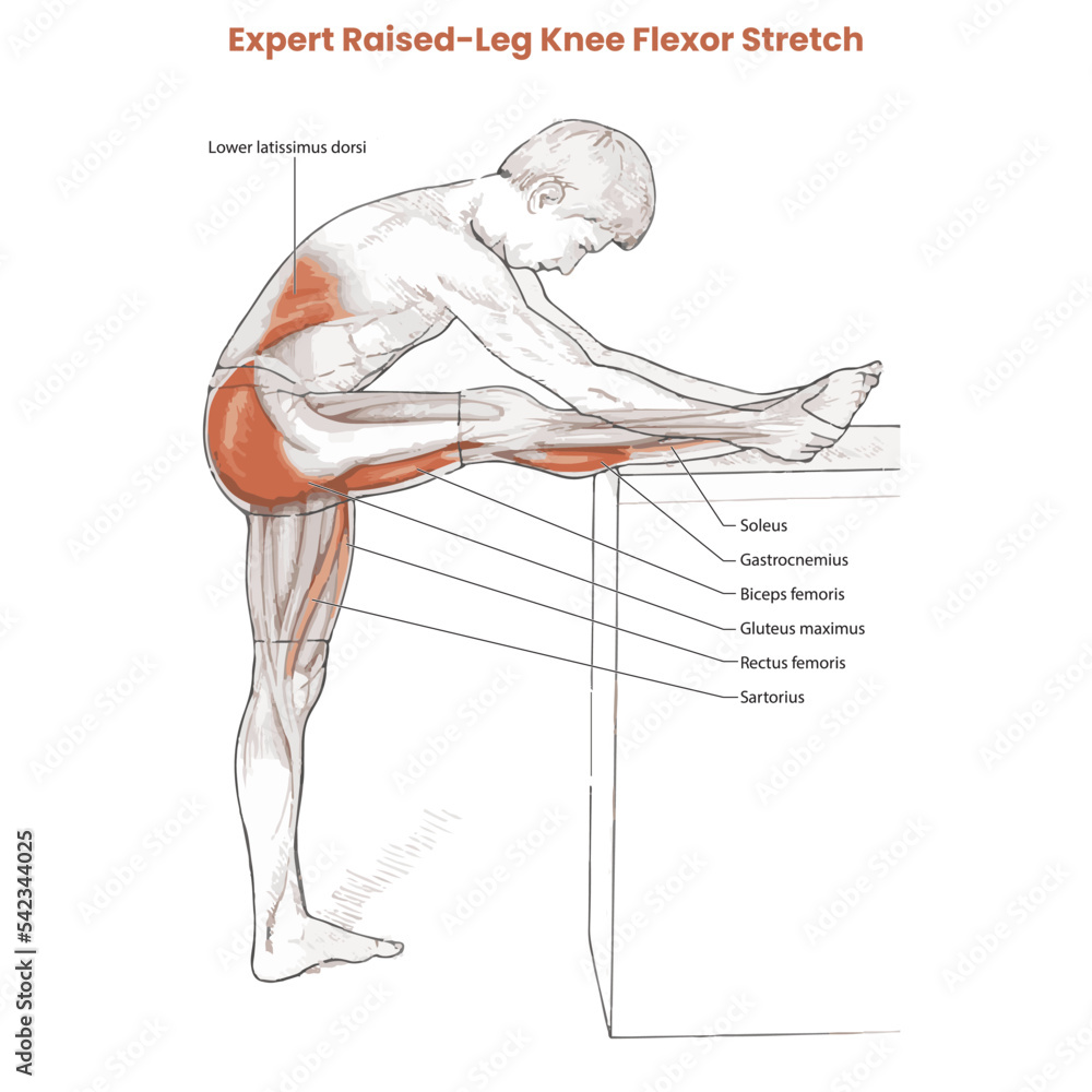 Muscle movement. Biceps triceps motion anatomy. Biceps brachii, flexion ...