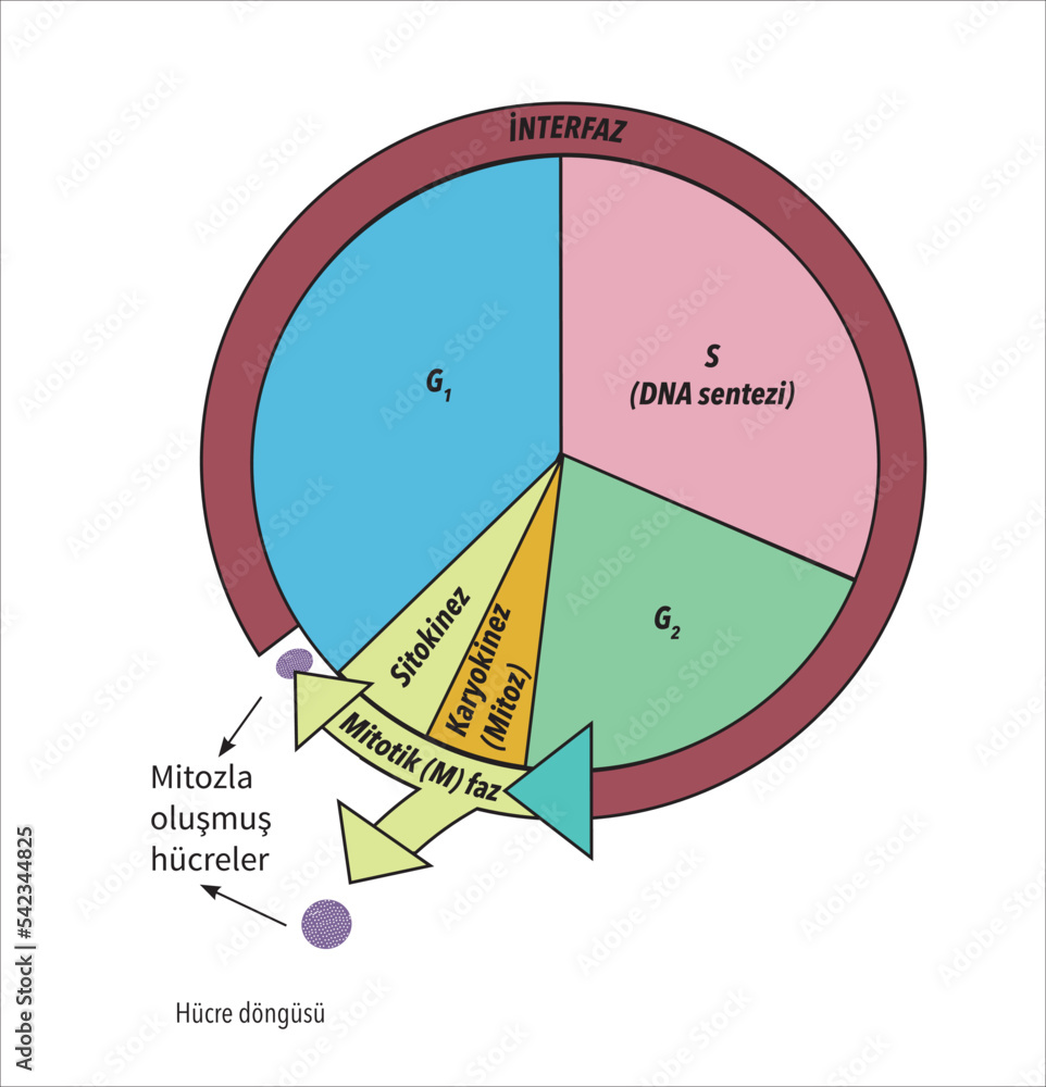 Vettoriale Stock Division cycle of eukaryotic cell divided into four ... Vettoriale Stock Division cycle of eukaryotic cell divided into four ...