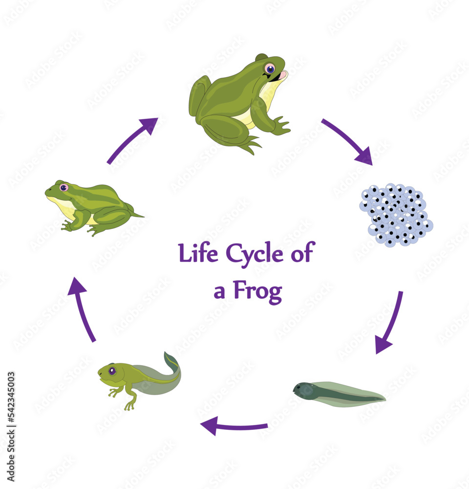 Vector illustration of frog life cycle Stock Vector | Adobe Stock
