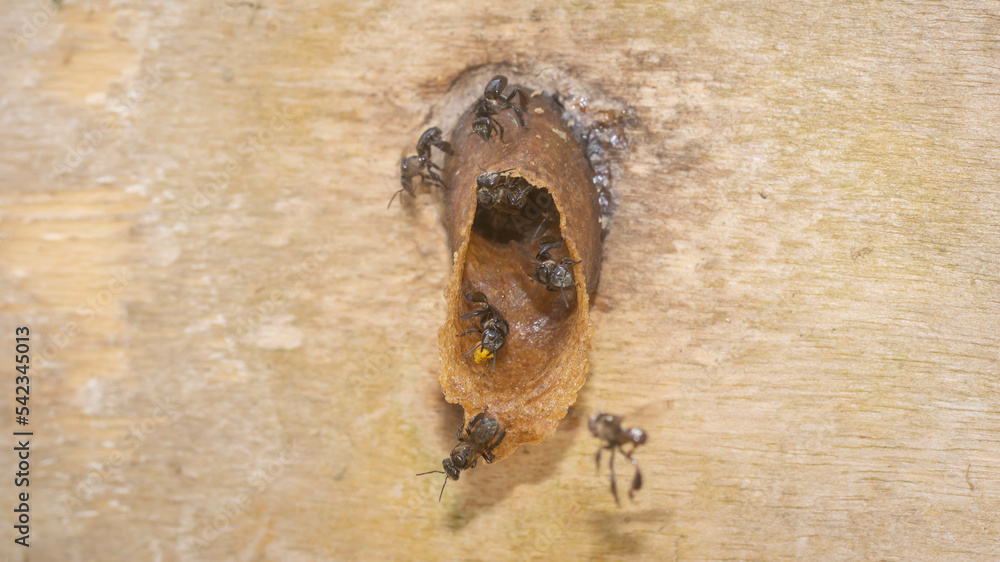 Closeup of stingless bee (Trigona sp) in the entrance of the nest. This ...