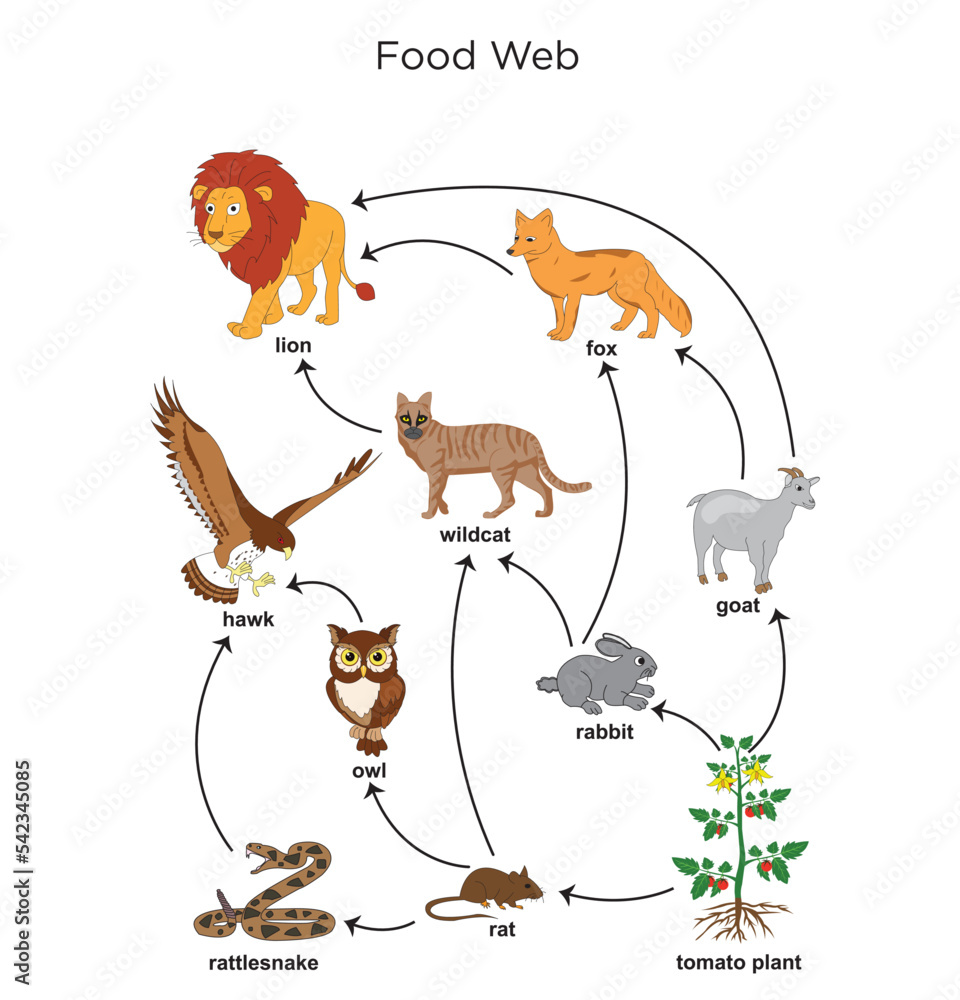 Nutritional and energy transfers between some species living in a ...