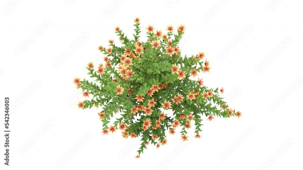 Ornithogalum flower on a white background 3D animation, Flowering ...