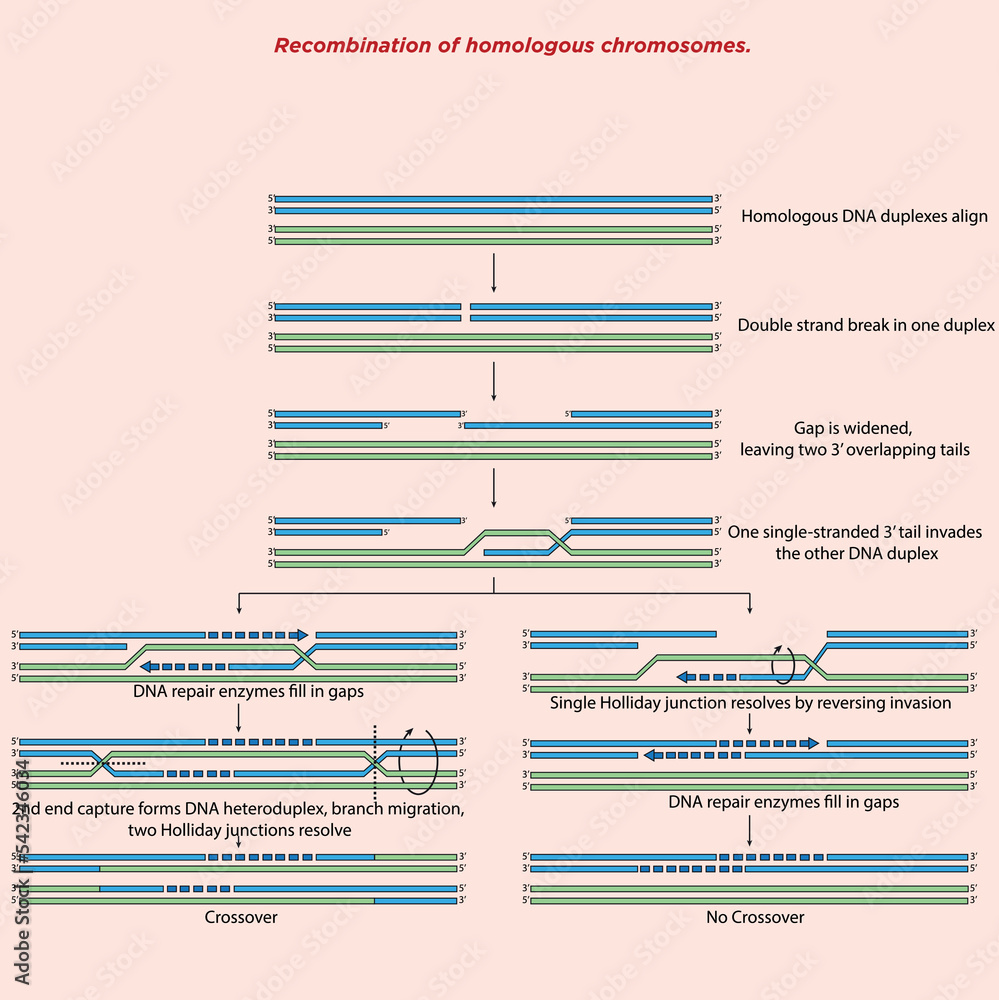 Biology, DNA helix, DNA replication, next generation question template ...
