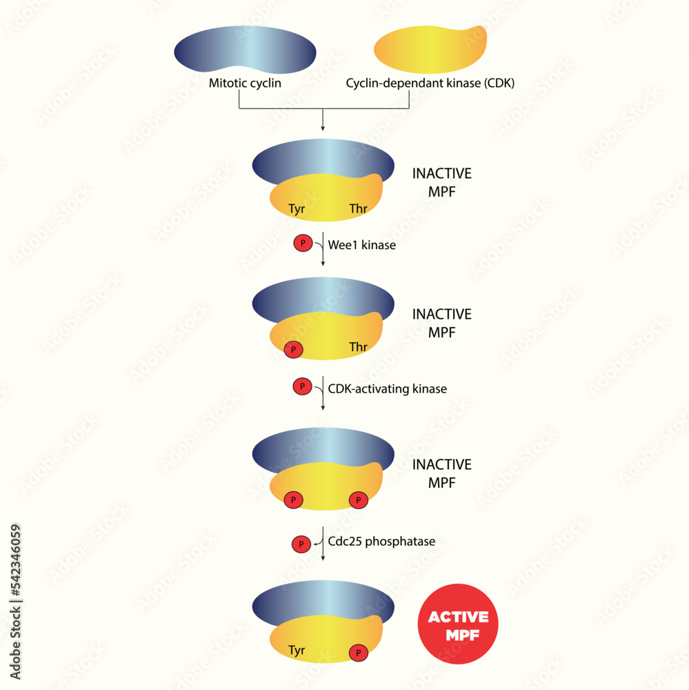 Biology, DNA helix, DNA replication, next generation question template ...