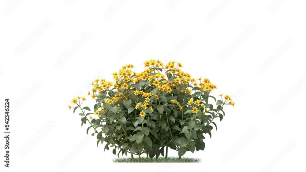 Weigela flower on a white background 3D animation, Flowering shrubs ...