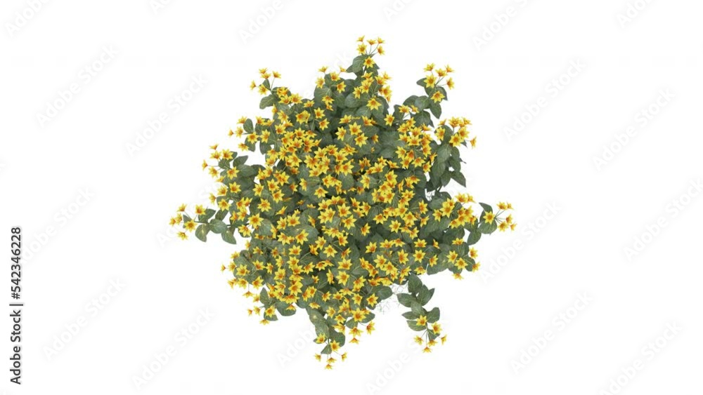 Weigela flower on a white background 3D animation, Flowering shrubs ...