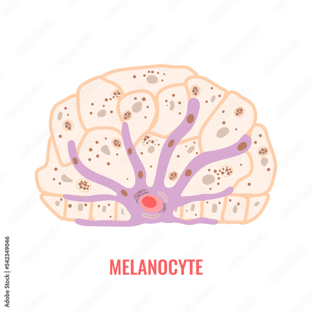 Melanocyte cell biology and skin tone pigmentation diagram. Melanin ...