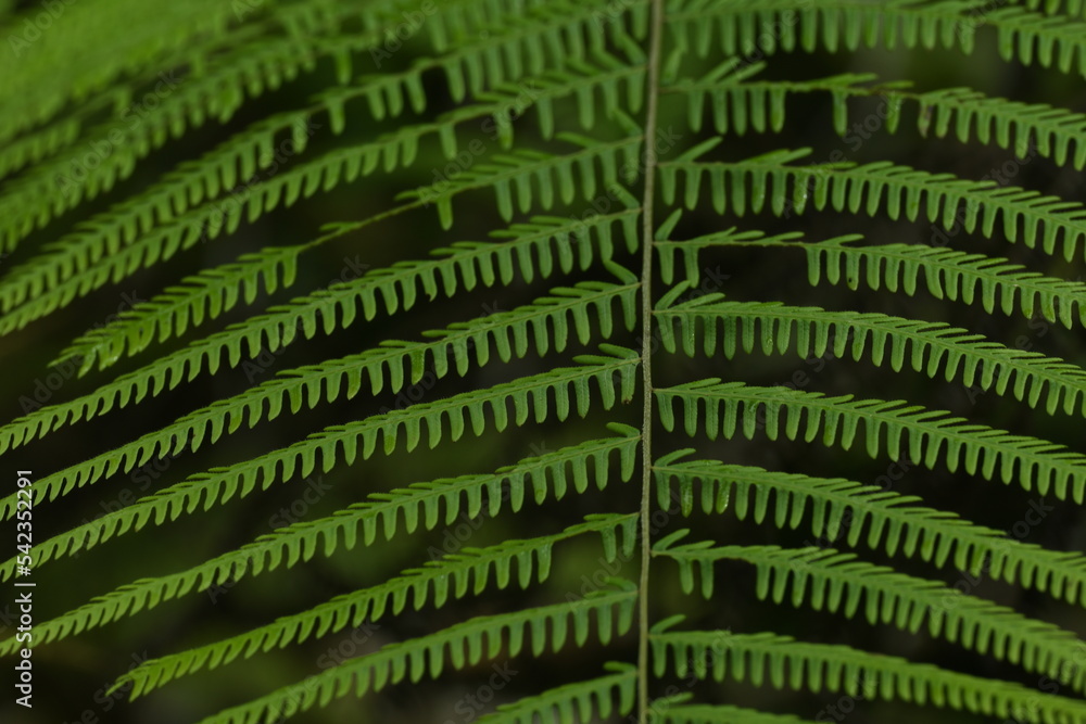 a commonly find type of plant in or at the fringe of Borneo rain forest ...