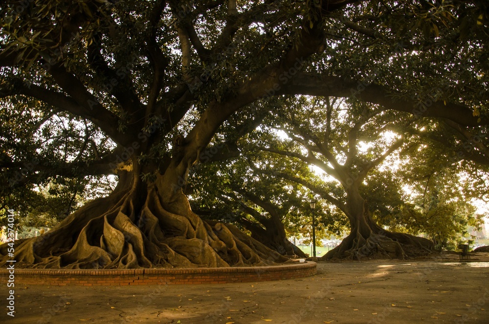 Poster Very big fig tree with buttress roots in a square at Retiro area ...