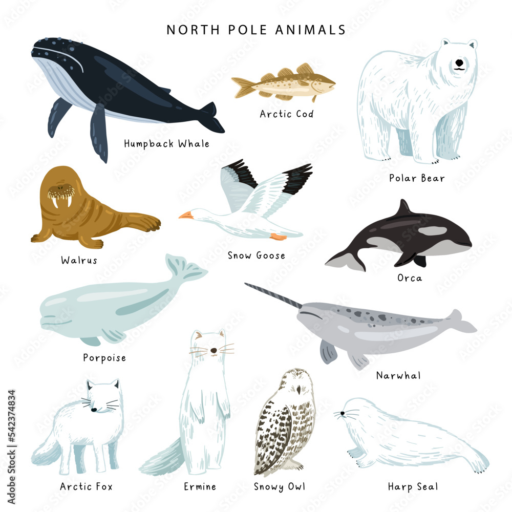 Vector north pole animal collections. North pole animals poster ...