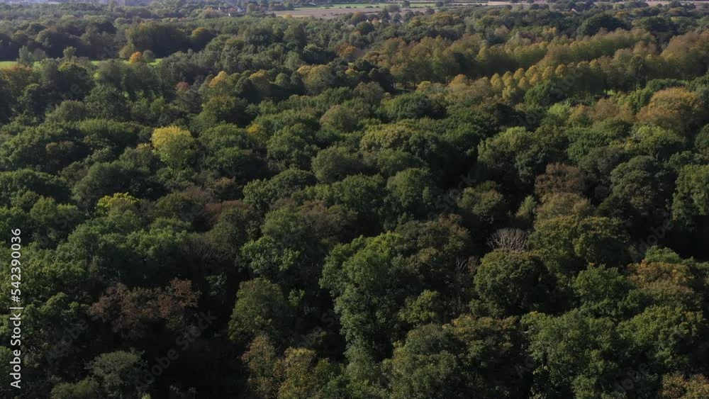Drone aerial view of England woodland fly over autumn. Oak forest hover ...