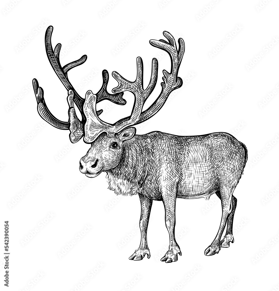 Hand drawn black ink sketch of Raindeer isolated on white background ...