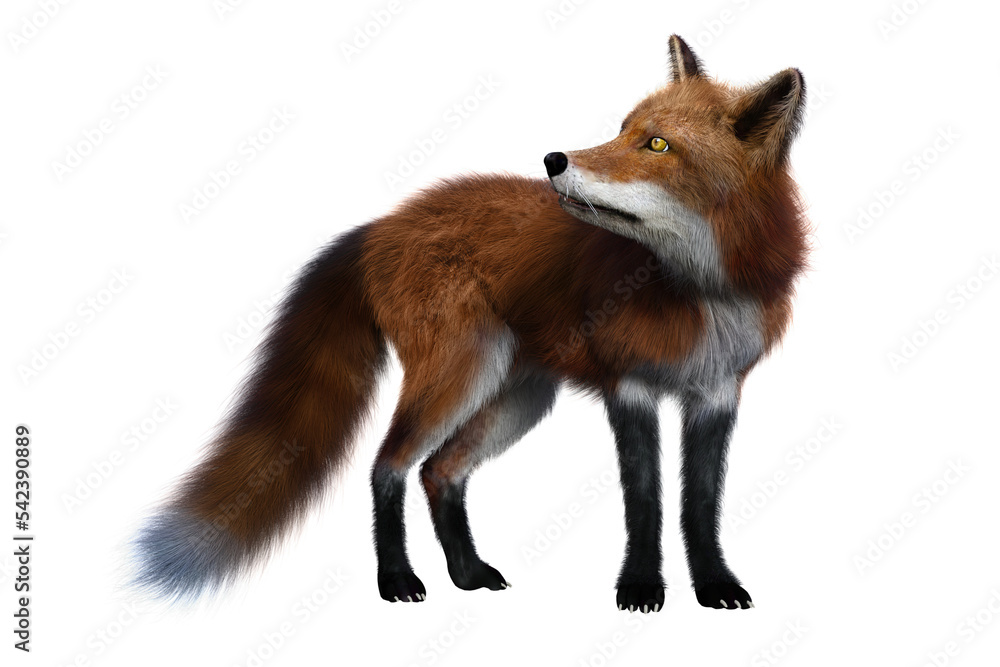 Red Fox standing 3D render isolated on transparent background Stock ...