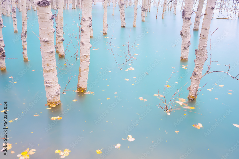 Birch forest in turquoise water. Abraham Lake. Natural scenery in fall ...