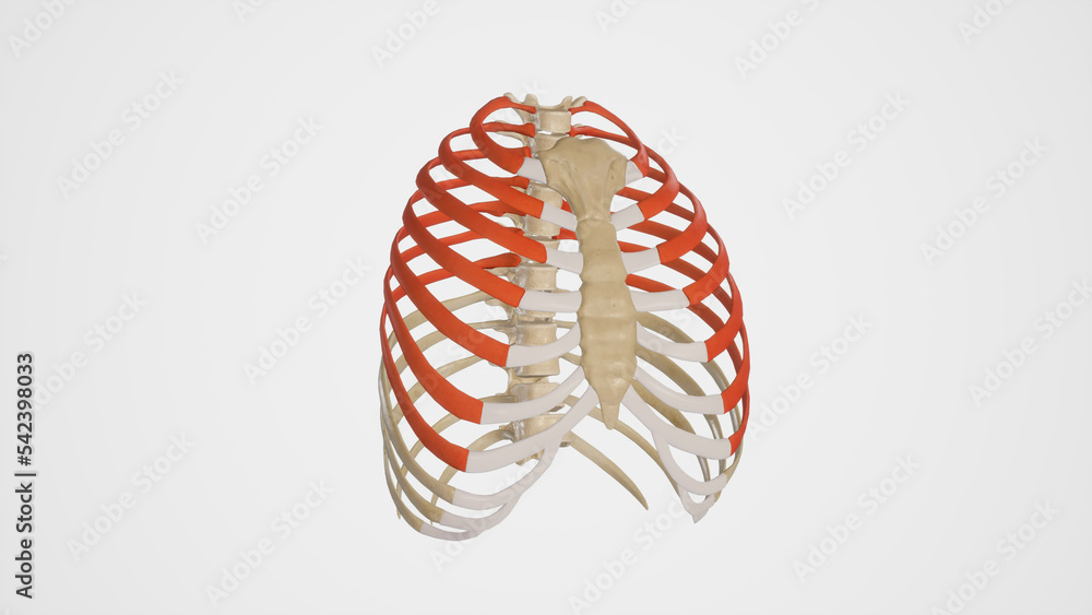 Medical Illustration of Rib Cage with Colored True Ribs on white ...