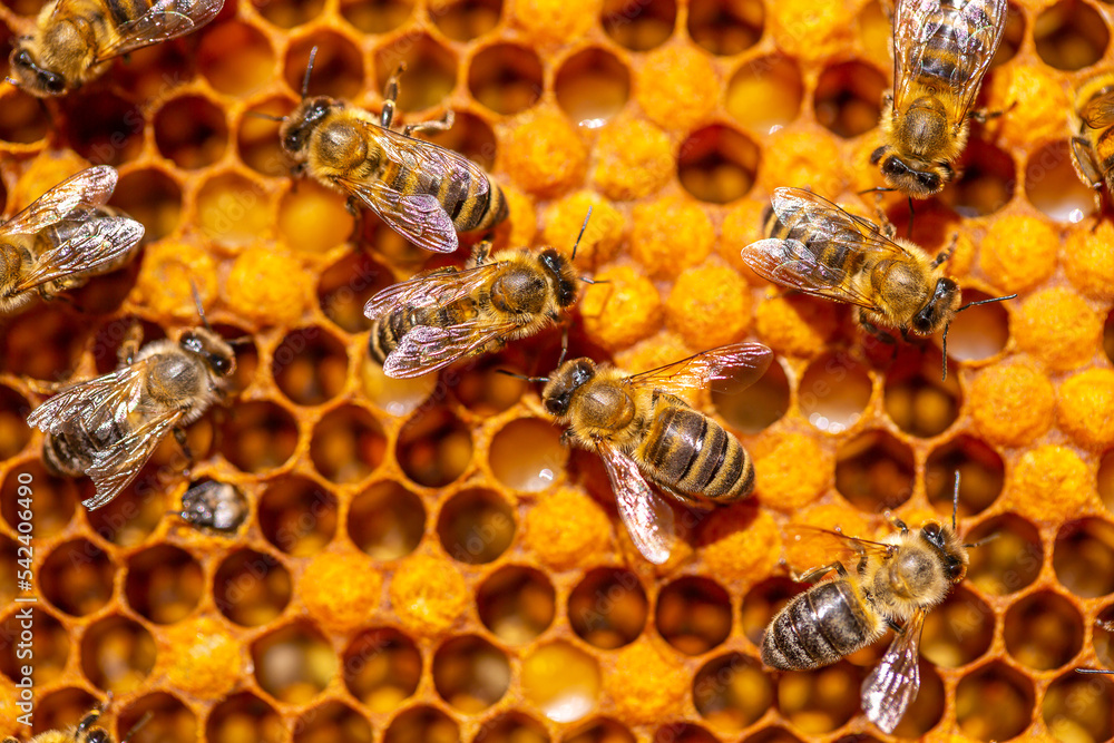 Bee larvae in cells, population reproduction. Beautiful honeycombs with ...