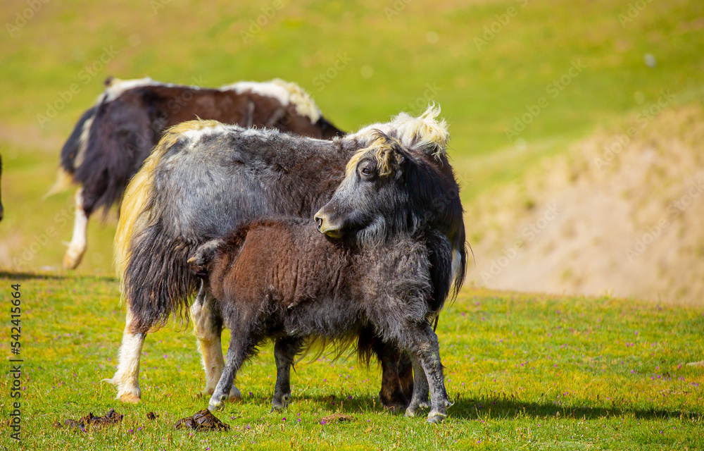 A herd of yaks graze in the mountains. Himalayan big yak in a beautiful ...