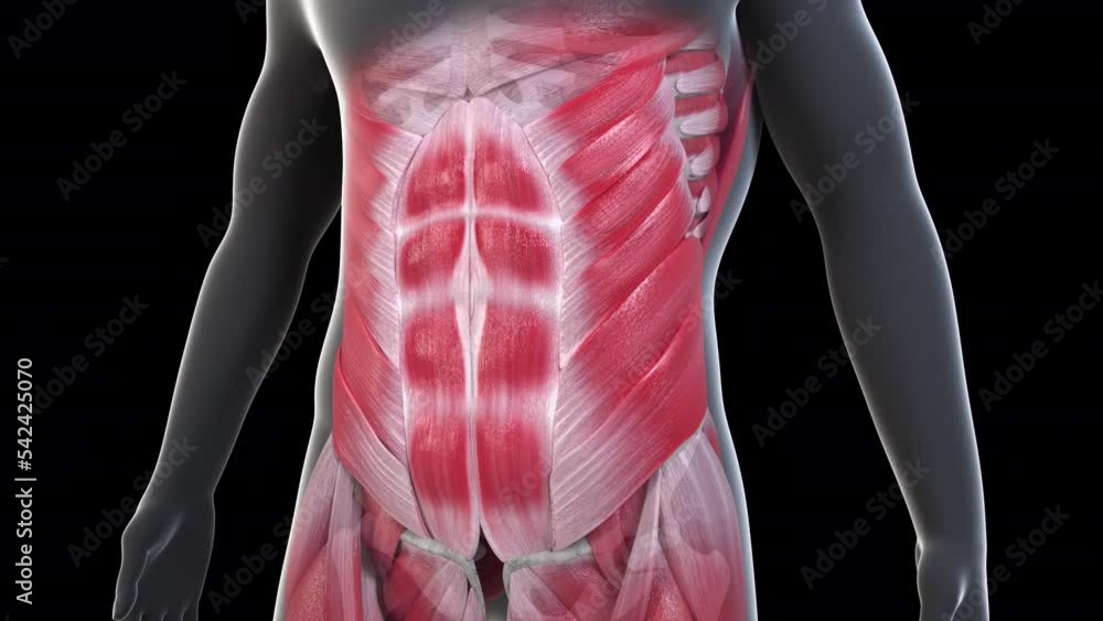 Anatomical Position Of The Abdominal Muscles Stock Video | Adobe Stock