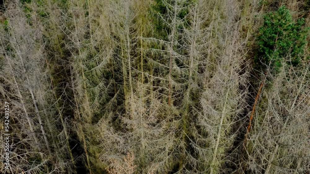 Zoom-out view of dead conifers and spruces in a forest dealing with ...