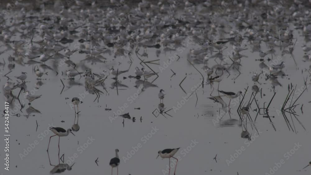 Migratory wetland birds migrate from cold climates. to live in a warm ...