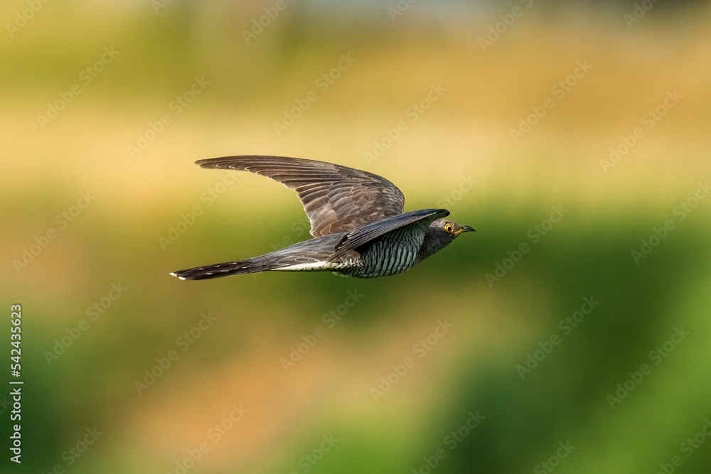 Selective shot of common cuckoo (Cuculus canorus) known as a Lazy bird ...
