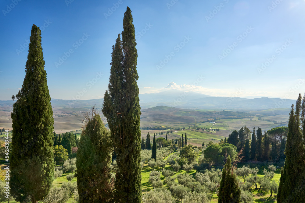 Foto de tuscan Landscape with cypress and olive trees near City of ...