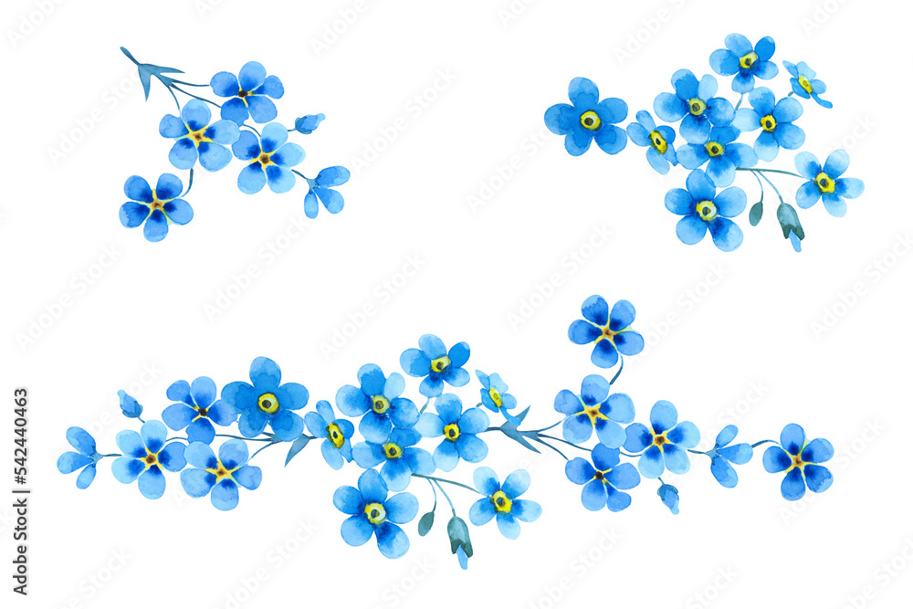 Set of beautiful blue forget-me-not flowers. Delicate floral branches ...