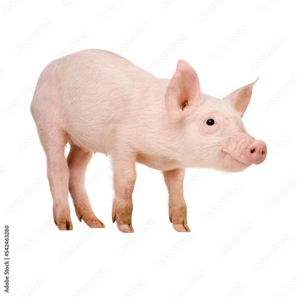 Pig PNG Format With Transparent Background Stock Illustration | Adobe Stock