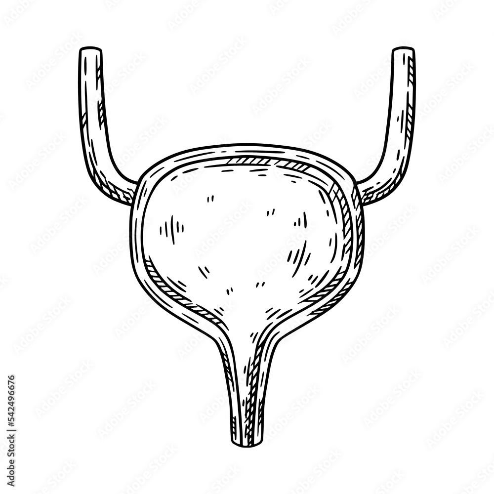 Human bladder hand drawn sketch. Vector isolated illustration. Stock ...