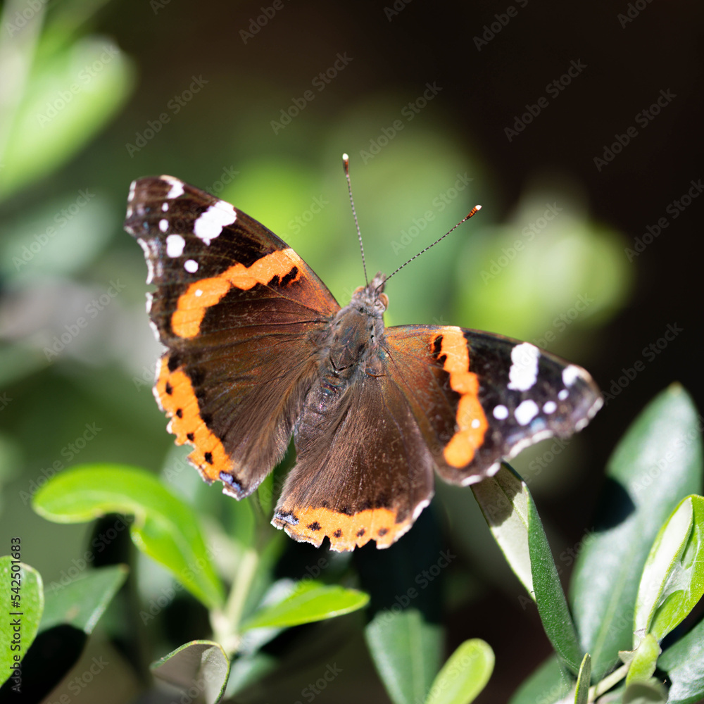Papillon vulcain avec ses ailes colorées déployées en vol au dessus de ...