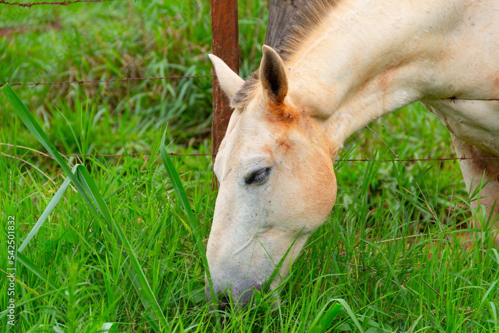 Close na cara de um cavalo branco, um pouco sujo de terra, e que está ...