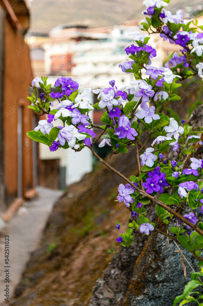Purple and white flowering plant. Manacá-De-Cheiro, Manacá-De-Jardim ...