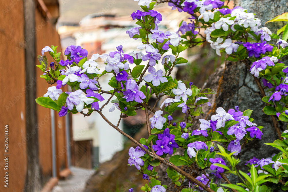 Purple and white flowering plant. Manacá-De-Cheiro, Manacá-De-Jardim ...