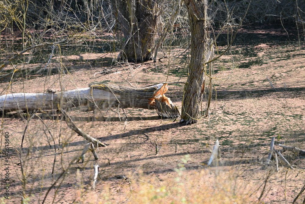 The meaningful moment of a tree falling down in the change of seasons ...
