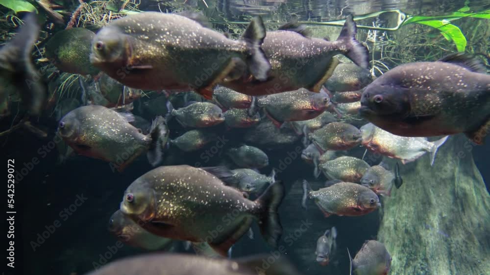 Piranha in the wild.Global climate changes.Endangered species.Wild ...