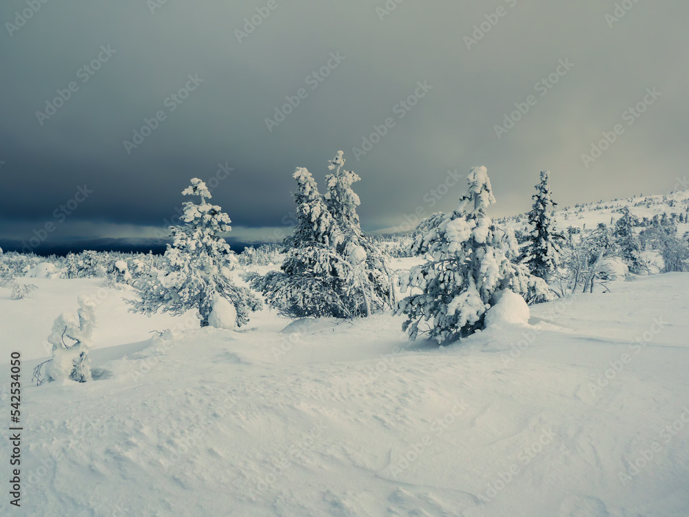 Winter polar night, contrasting view with a frozen fancy tree plastered ...