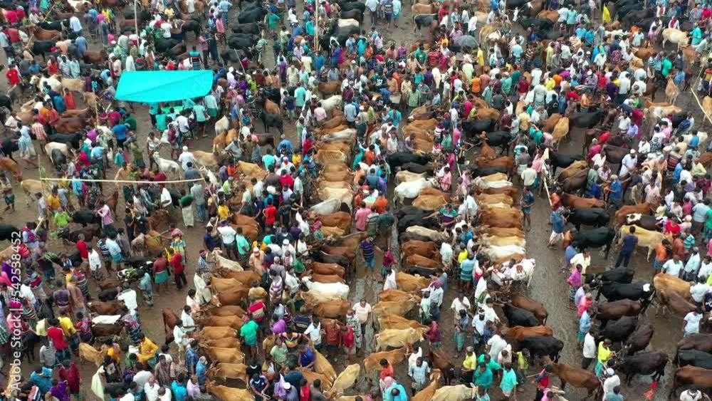 Thousands of cows are lined up to be sold at a bustling cattle market ...