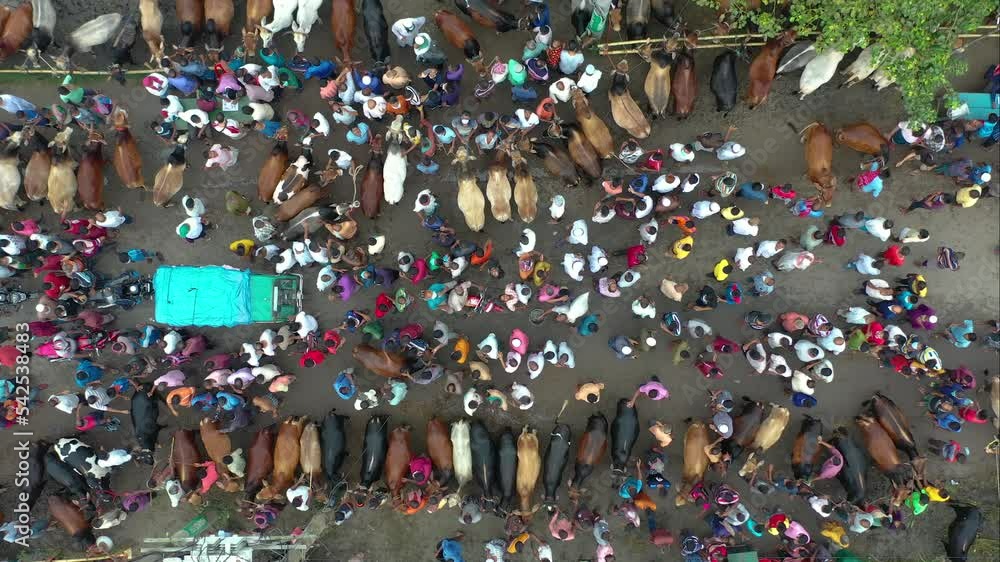 Thousands of cows are lined up to be sold at a bustling cattle market ...
