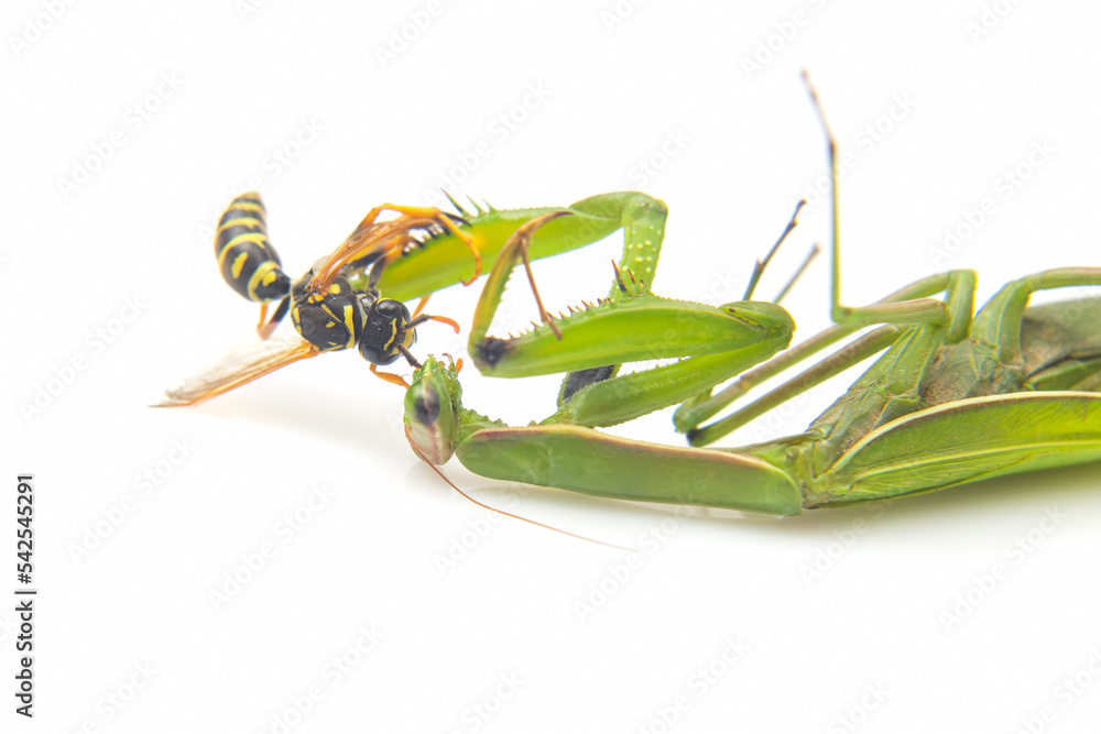 praying mantis grabbed a wasp for food close-up on a white background ...