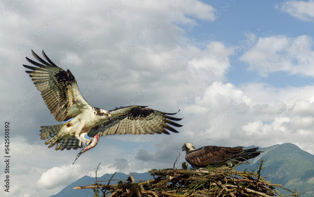 Wild Osprey sea hawk river hawk with wings outstretched in flight ...