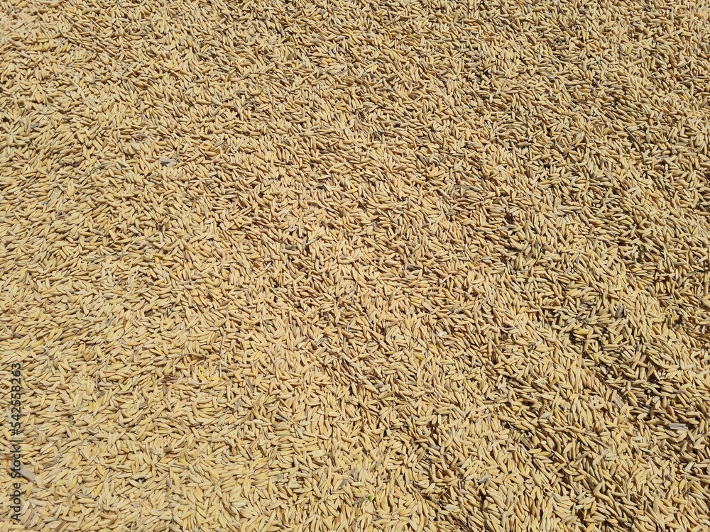 bed of grain in the drying area. Rice is a grain that is the staple ...