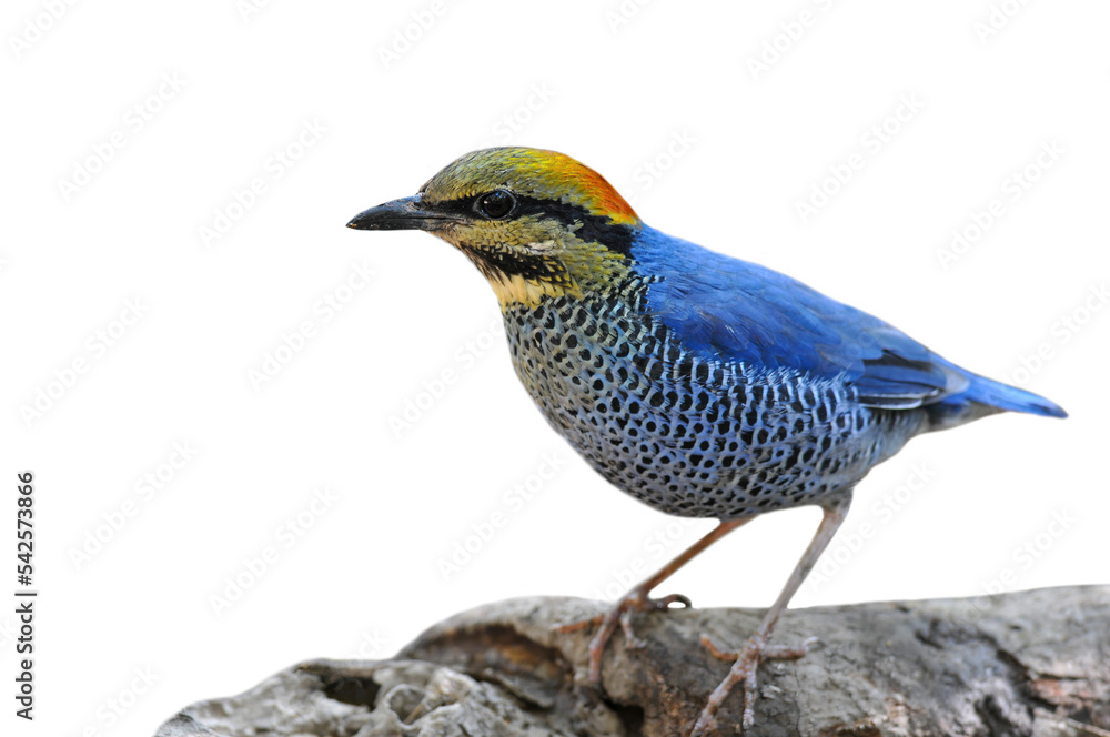 Blue Pitta isolated on white background (PNG) Stock Photo | Adobe Stock