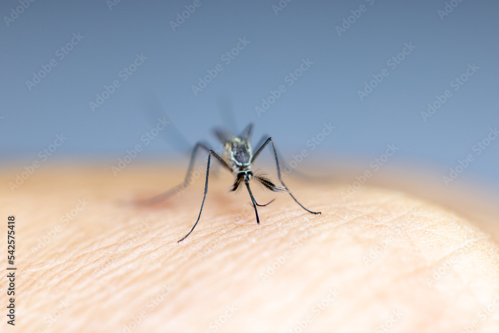 Anopheles mosquito and Mosquito Larva in the order Diptera, Anopheles ...