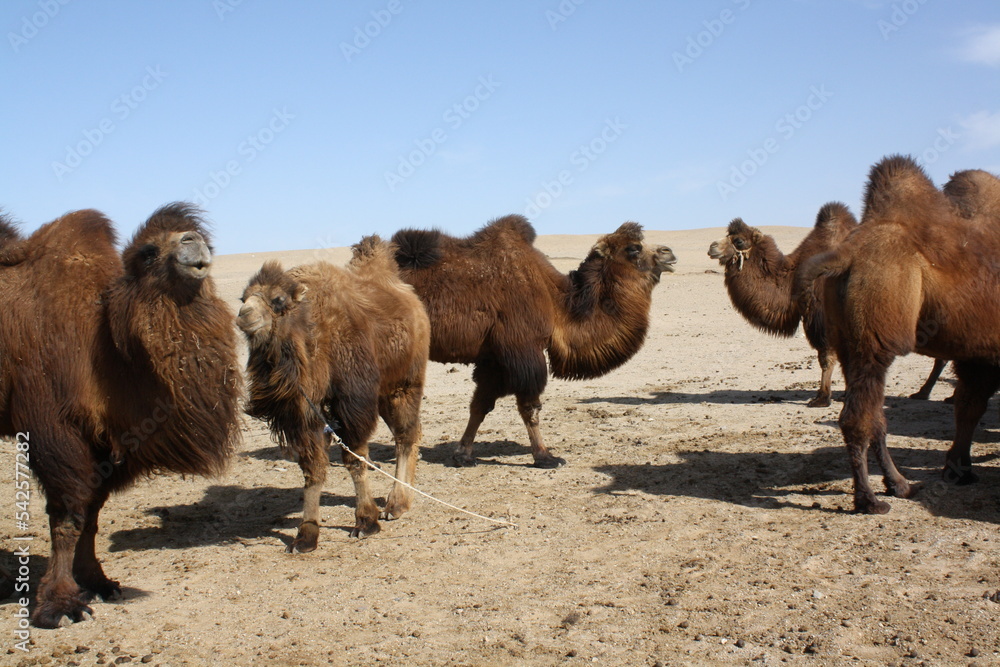 Bactrian camels in the barren desert, Gobi Desert in Umnugovi province ...