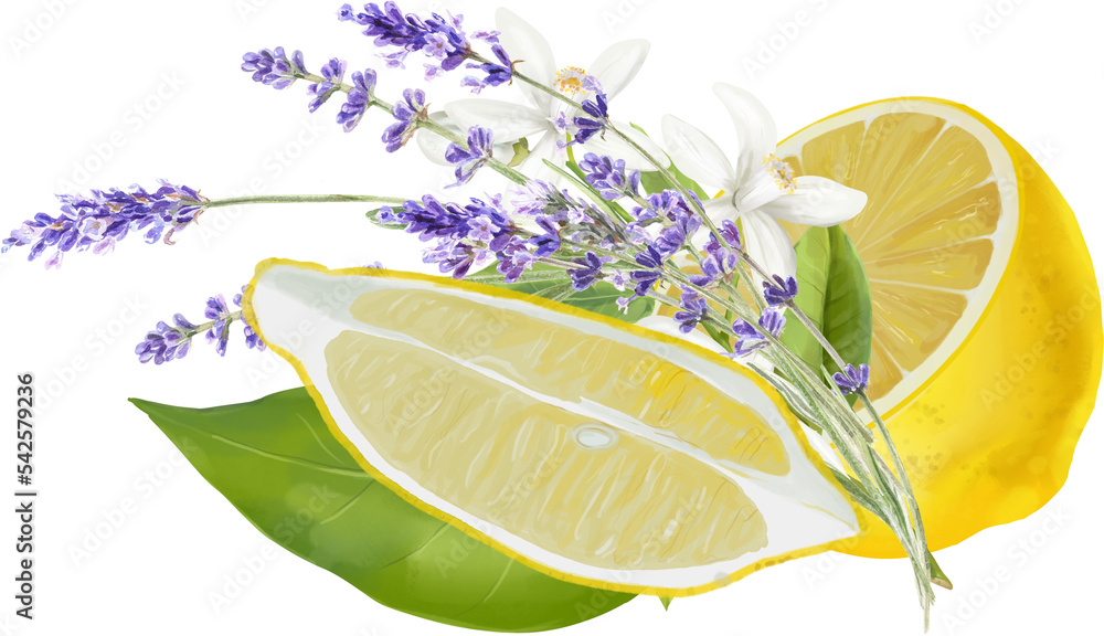 Composition of lavender and juicy lemon. For wedding invitation ...