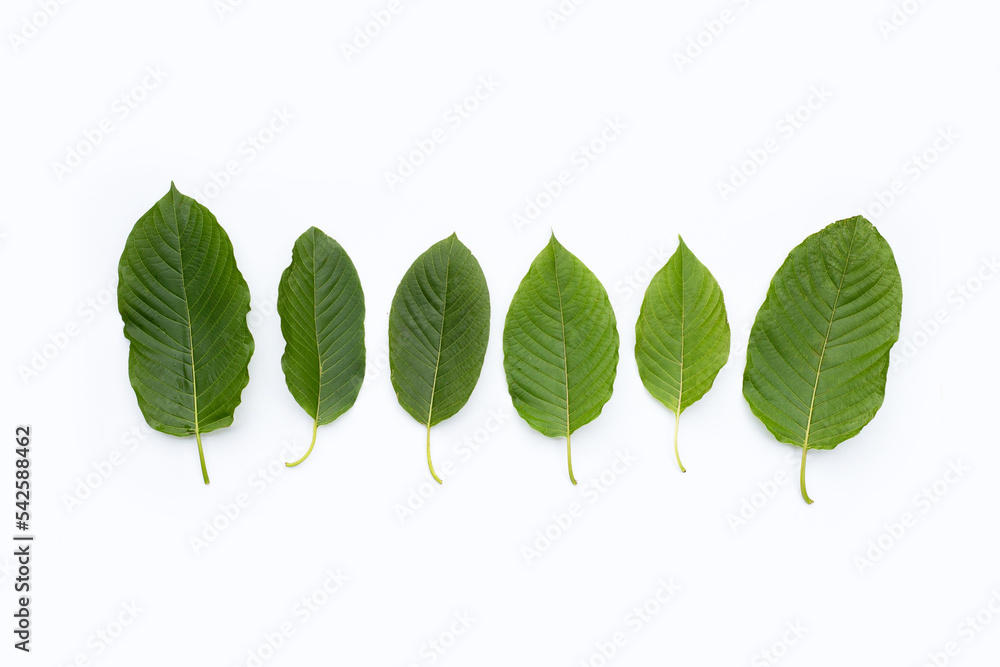 Mitragyna speciosa, Fresh kratom leaves on white background Stock Photo ...