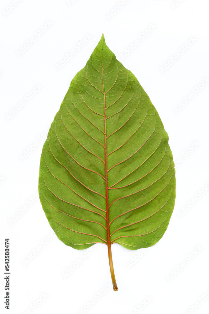 Mitragyna speciosa, Fresh kratom leaf on white background Stock Photo ...